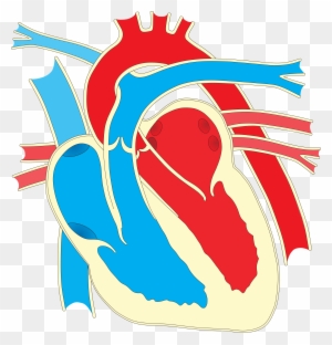 Fileheart Normal - Diagram Of The Heart Without Labels - Free ...