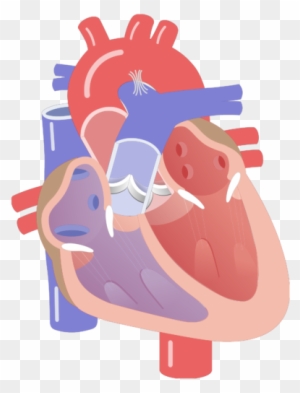 Heart Valve Movement Rh Getbodysmart Com Heart Chambers - Cardiac ...