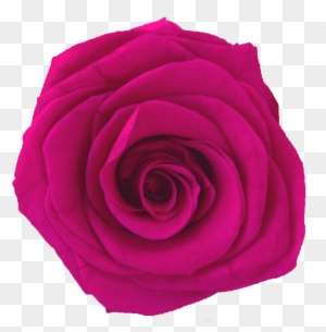 Five Rose Tall - Four Roses - Free Transparent PNG Clipart Images Download