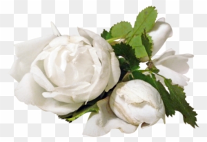 Renkli, Beyaz Güller, White Rose Png Pictures, Png - Flor Blanca Y Roja ...