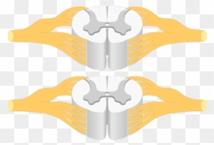 Ch13 Spinal Cord Closeup - Transparent Spinal Cord Png - Free ...