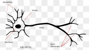 527px-neuron - Annotated - Svg - Structure Of Biological Neuron - Free ...
