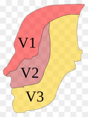 The Spg Nerve Bundle - Nerve - Full Size PNG Clipart Images Download