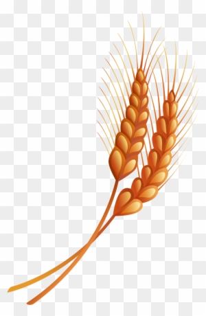 Drawn Wheat Palay - Wheat Plant - Free Transparent PNG Clipart Images ...