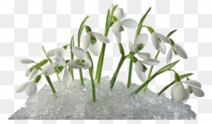 Snowdrop Spring Flower Wallpaper Clipart - Snowdrop Flower Transparent ...