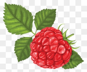 Rraspberry Png Image - Raspberry Illustration - Free Transparent PNG ...