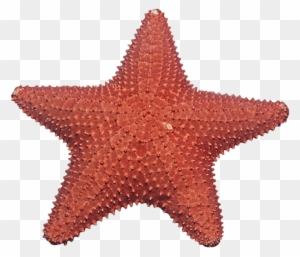 Starfish Png Image - Sea Star Png - Free Transparent PNG Clipart Images ...
