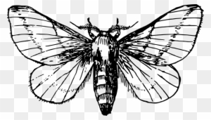 Animal Insect Maple Moth Moth Moth Moth Mo - Moth Drawing - Free ...