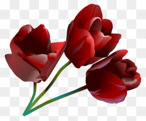 Png Lale, Png Tulips, Png Lale Resimleri, Png Tulips - Tulips .png ...