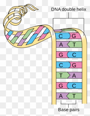 Open - Dna Nitrogen Base Pairs - Free Transparent PNG Clipart Images ...