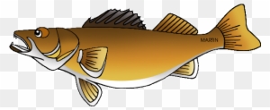 Walleye Clip Art, Transparent PNG Clipart Images Free Download - ClipartMax