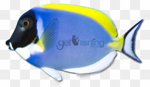 Powder Blue Tang Tropical Waters Of Indian Ocean - Coral Reef Fish ...