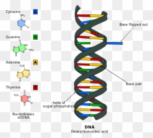 Dna Base Flipping - Dna Model 15 Base Pairs - Free Transparent PNG ...