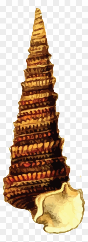 Seashell Shell Clip Art Black And White Sea Shell Clipart - Seashells ...