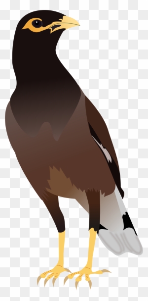 28 Collection Of Mynah Bird Clipart - Mynah Bird Clip Art - Free ...