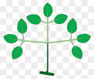 Structure Of A Biternate Compound Leaf - Structure Of A Biternate ...