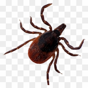 Tick Insect Png - Tick Insect Png - Free Transparent PNG Clipart Images ...
