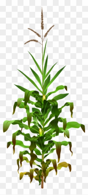Planta De Maiz Png - Free Transparent PNG Clipart Images Download