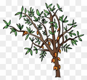 Illustration Of Crop, Cacao - Cocoa Tree Clip Art - Free Transparent ...