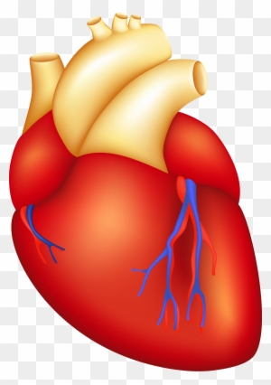 Cardiac Surgery - Cartoon Human Heart - Free Transparent PNG Clipart ...