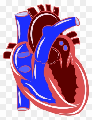 Cartoon Heart - Realistic Heart Clipart - Free Transparent PNG Clipart ...