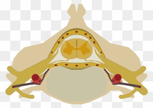The Spinal Cord Nested In The Vertebral Column - Spinal Cord Png - Free ...