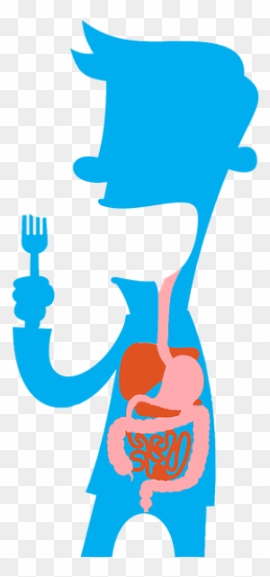 Digestive Process - Human Digestive System Cartoon - Free Transparent ...