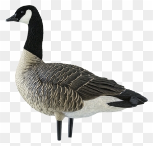 Axf Outfitter Lesser Goose Decoys - Avian-x Axp Outfitter Lesser 12 ...