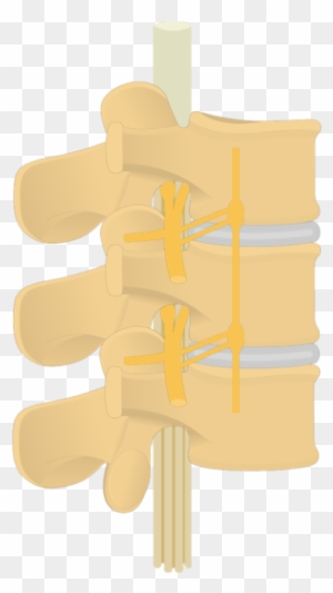 Spinal Nerve- Articulated View - Spinal Nerve - Free Transparent PNG ...