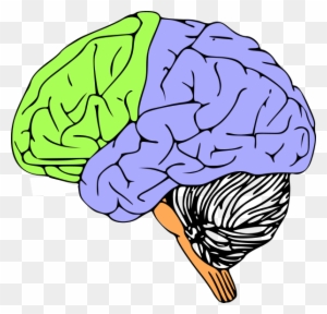 Free Colorful Brain Clip Art - Brain Stem Clip Art - Free Transparent ...