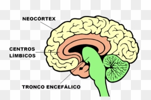 Cerebro Sección 7 Transp - Tronco Encefalico Y Neocortex - Free ...