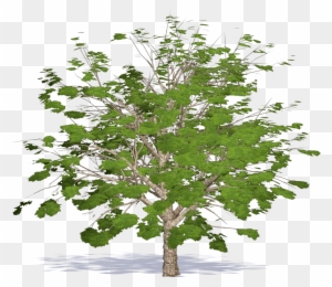 Swamp Maple - Free Transparent PNG Clipart Images Download