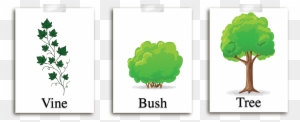 Place The Pictures Of The Tree, Bush, And Vine, On - Three Types Of ...