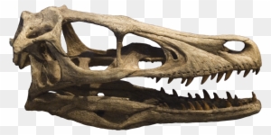 Raptor Skull And Brain Drawing - Velociraptor Skull - Free Transparent ...