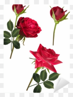 Three Dark Red Roses Isolated On White Sticker • Pixers® - Painting ...