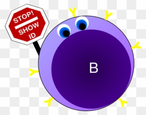 Memory Cells- Remain Viable And Circulating In Lymphatic - B Cells ...