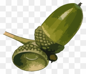Acorn Clipart Green Acorn - Acorn Clipart Green Acorn - Free ...