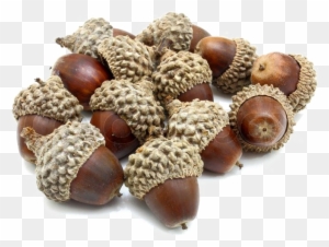 Acorn Photo - Transparent Acorn - Free Transparent PNG Clipart Images ...