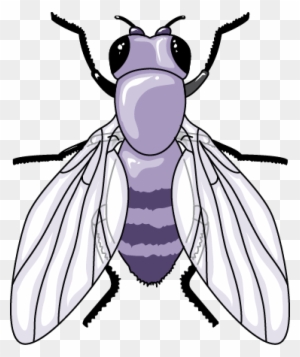 Drosophila - Cartoon - Free Transparent PNG Clipart Images Download