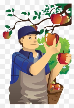Fruit Picking Orchard Apple Farmer Clip Art - Fruit Picking Orchard ...