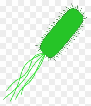 Bacteria Clipart Staph - E Coli Bacteria Clip Art - Free Transparent ...