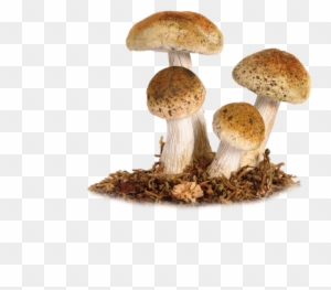 Mushroom Png Image - Fungi Transparent Background Gif - Free ...
