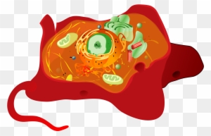 Cytoskeleton - Cytoskeleton - Free Transparent PNG Clipart Images Download