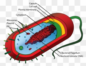 Prokaryotic Cell Diagram Unlabeled - Free Transparent PNG Clipart ...