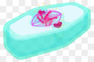 Early Prophase Of Mitosis - Cell Prophase - Free Transparent PNG ...