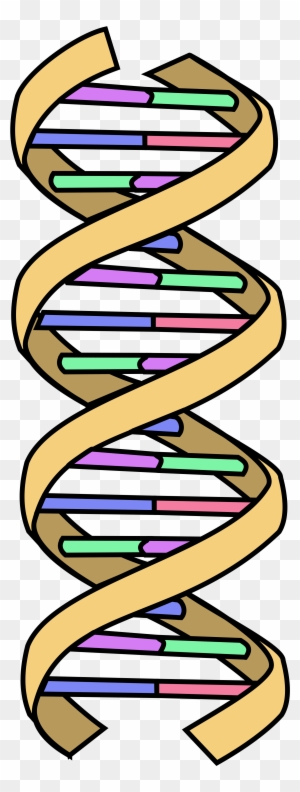 Yellow And Blue - Dna - Free Transparent PNG Clipart Images Download