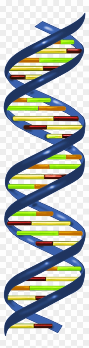 In Most Organisms, The Primary Genetic Material Is - Dna Nucleotide ...