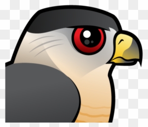 Coopers-hawk - Cooper's Hawk - Free Transparent PNG Clipart Images Download