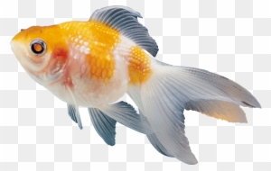 Colour Fish Images Png - Free Transparent PNG Clipart Images Download