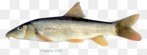 Trout Clipart - Greenback Cutthroat Trout Cartoon - Free Transparent ...